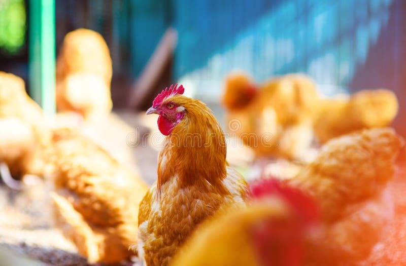 Chicken and Rooster on a Farm Stock Photo - Image of meadow, meat ...