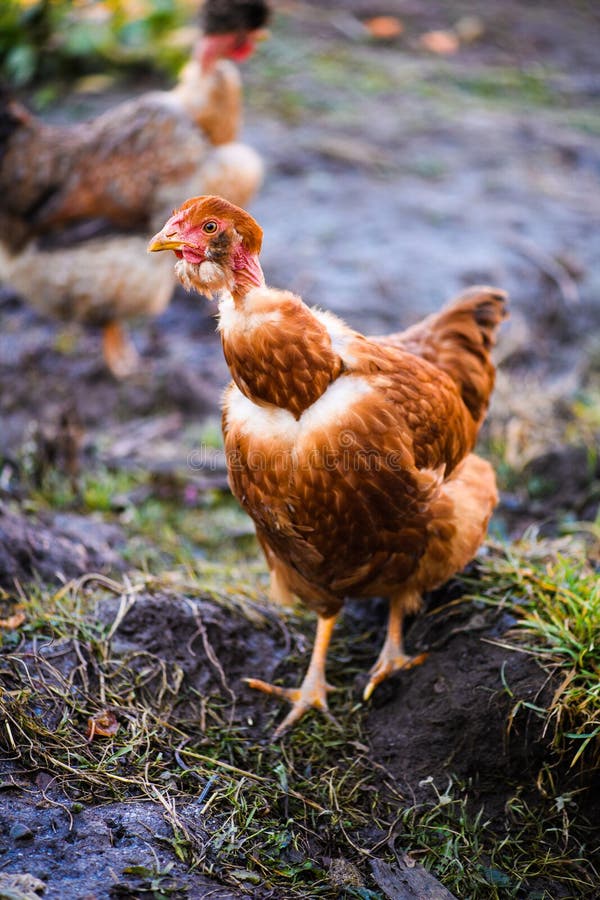Chicken and Rooster on a Farm Stock Image - Image of natural, chicken ...