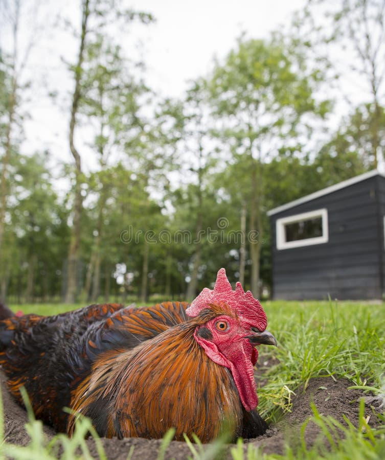 Chicken rooster on a farm stock photo. Image of livestock - 33078958