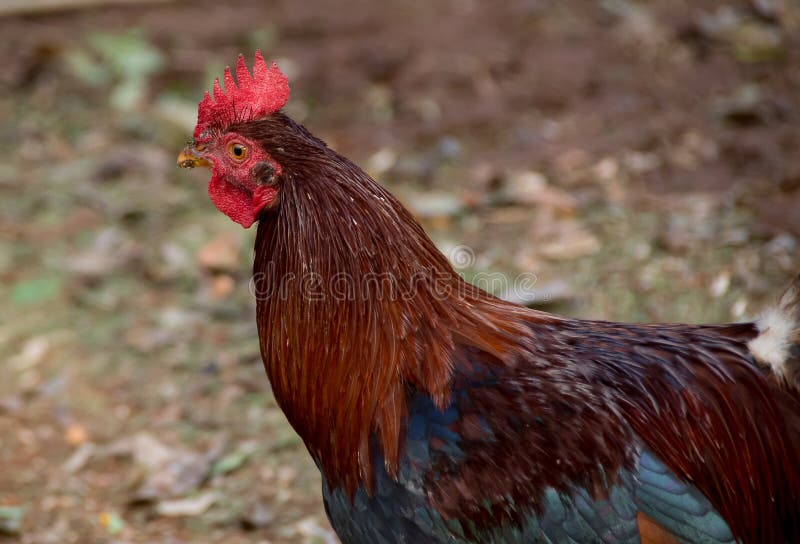 Chicken, Galliformes, Rooster, Beak Picture. Image: 116611135
