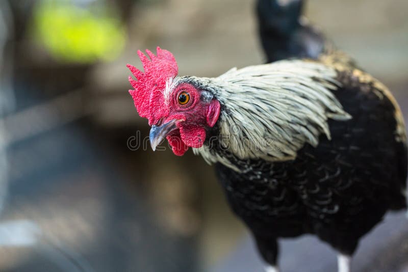 Chicken Rooster Looking at You Stock Image - Image of rural, poultry ...