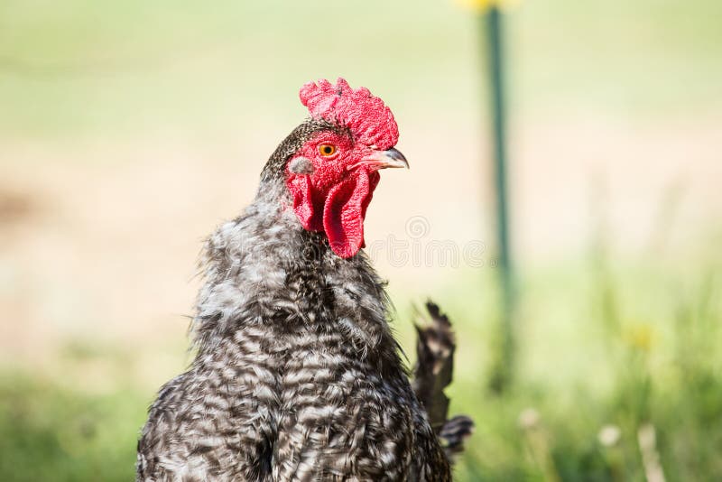 Chicken Rooster in Profile stock photo. Image of breakfast - 91215754