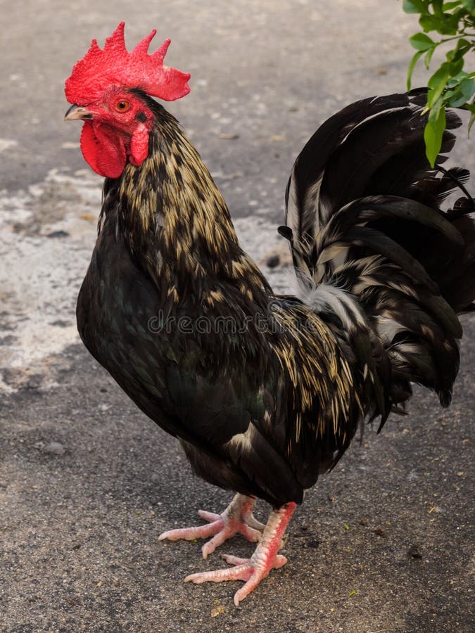 Chicken stock photo. Image of cockerel, nature, farming - 61085942