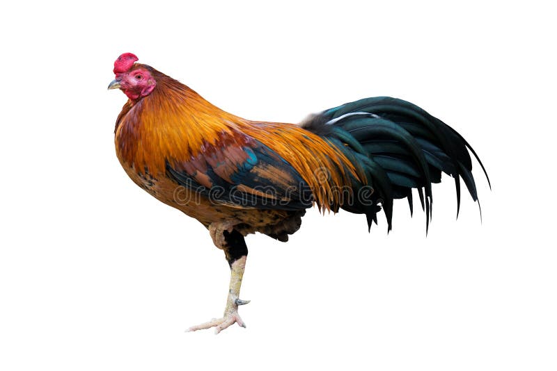 A Rooster and a Hen Stand Near a Nest with Chicken Eggs. Free Range ...