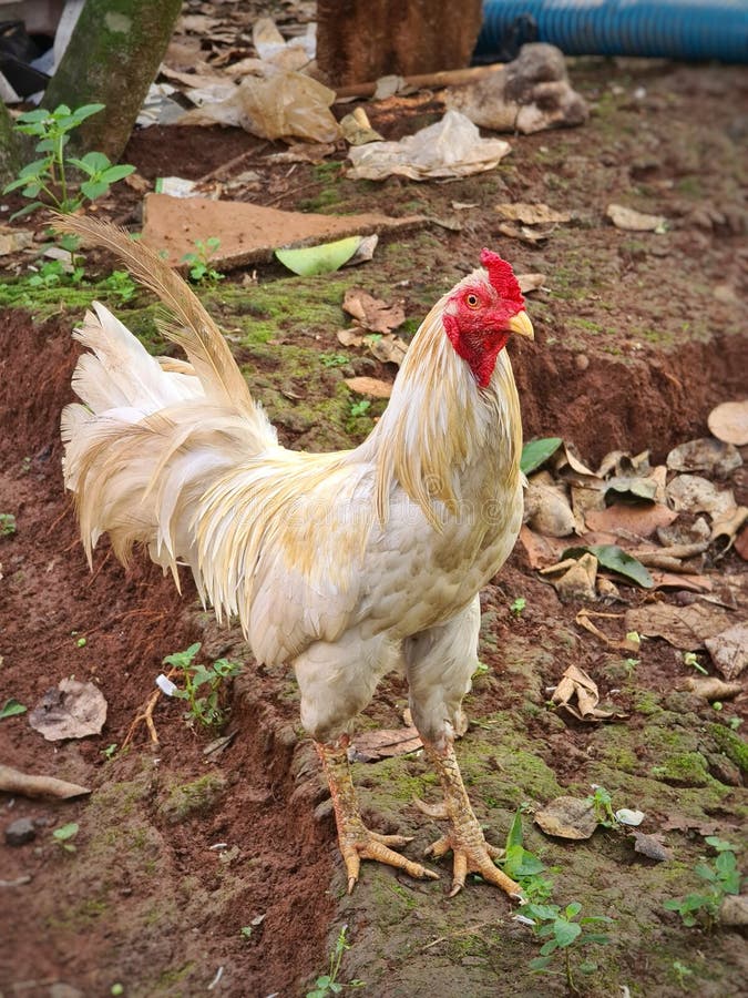Chicken Rooster Walking Around the Yard Stock Image - Image of poultry, waterfowl: 280589565