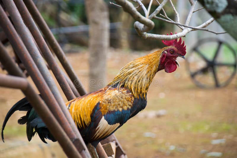The Chicken Roosters are Crowing in Garden Stock Photo - Image of ...