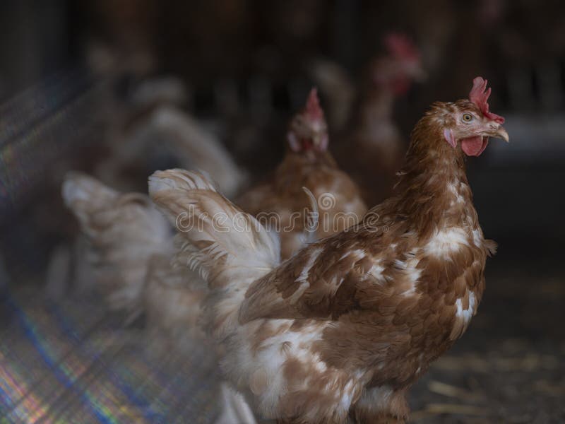 Ruffled Feather Chicken stock photo. Image of facility - 394273624