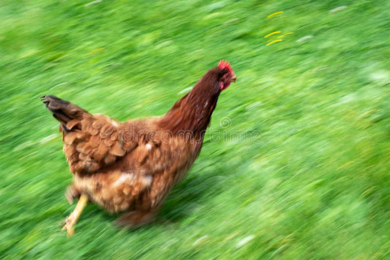 Chicken run through grass stock image. Image of walk - 343123599