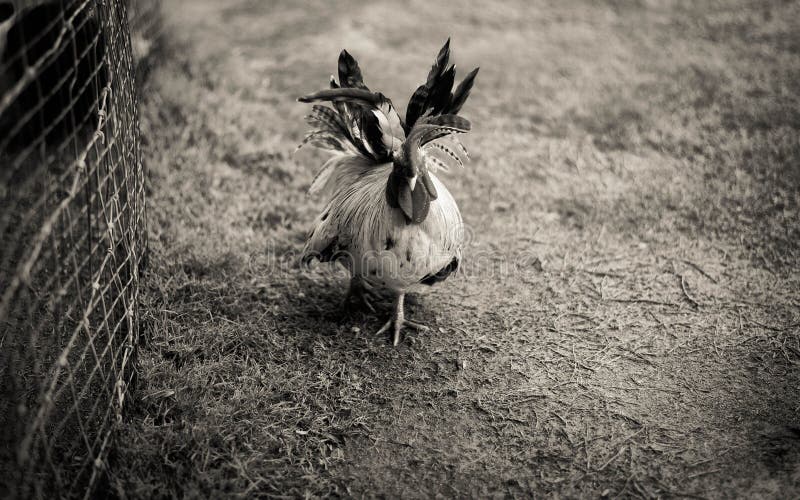 Chicken run stock photo. Image of chicken, running, black - 91663702