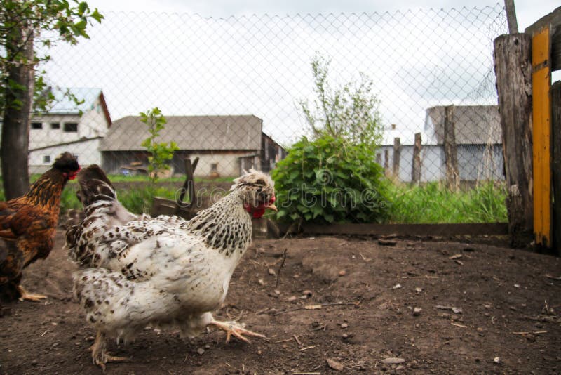 Chicken Running on Black Soil. Chicken Walking in the Backyard Stock ...