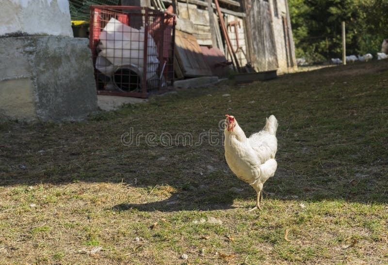 Chicken is Running Outside on a Grass Stock Image - Image of moving ...