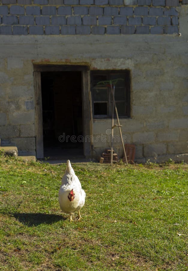 Chicken is Running Outside of a Chicken House Stock Photo - Image of ...