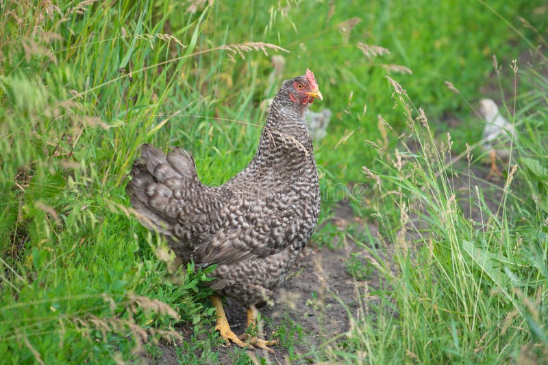 Chicken Runs after Chickens in the Dense Grass Stock Photo - Image of ...