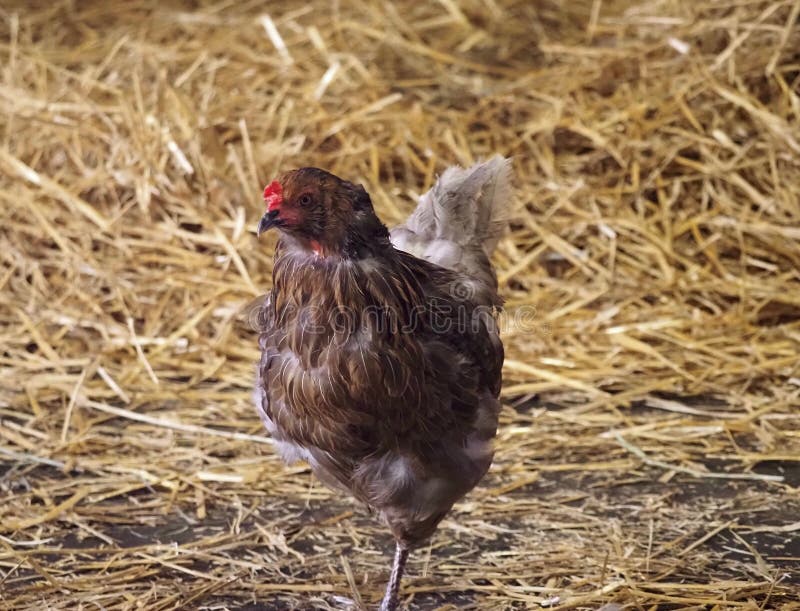Chicken with Rust and Black Feathers Stock Image - Image of straw, meat ...