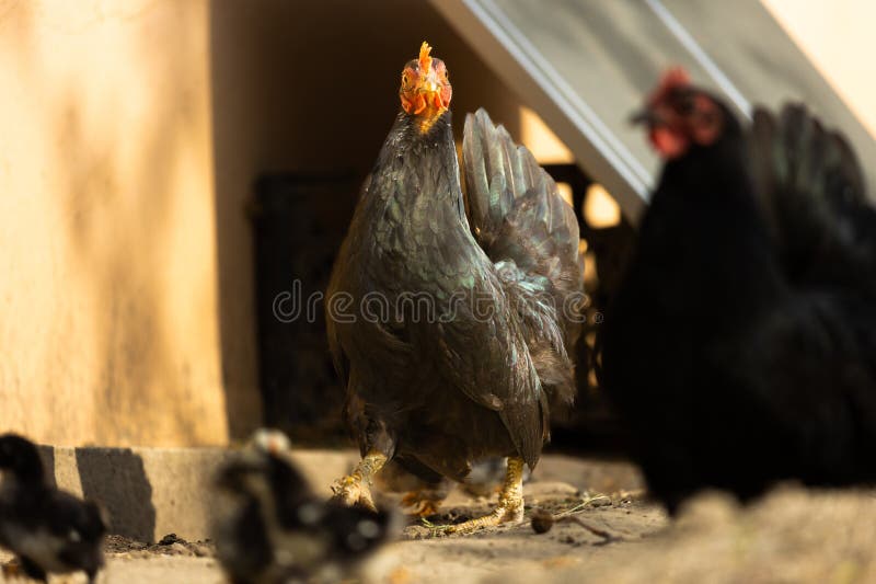 Chicken in a Rustic Atmosphere Stock Image - Image of feathered ...