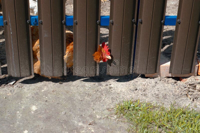 Chicken Head Stuck in the Fence Stock Photo - Image of grass, brown ...