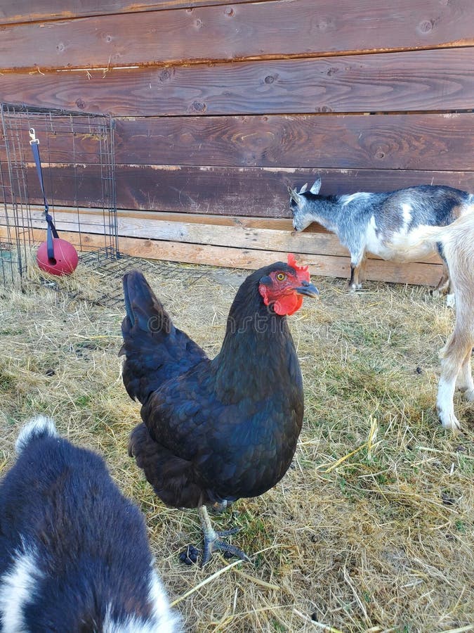 Chicken& X27;s N Goats Together Stock Image - Image of blue, parakeet ...