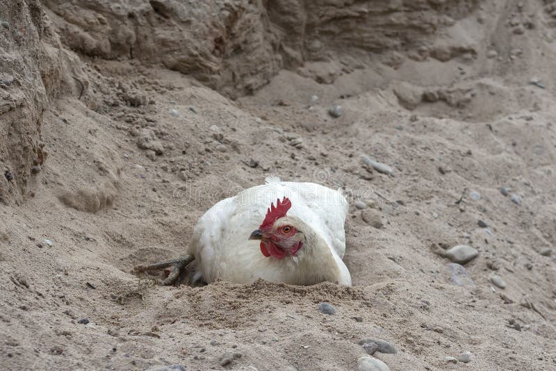 Chicken sand bathing stock photo. Image of bathing, dust - 38560306