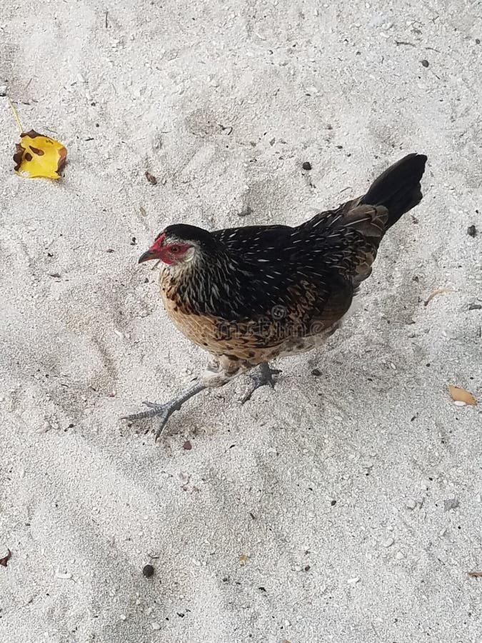 Chicken on sand stock image. Image of blavk, sand, walking - 117816811