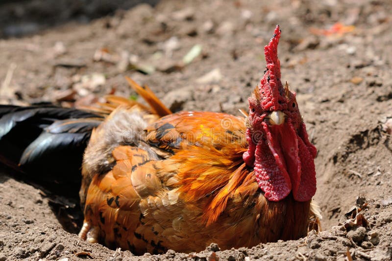 The chicken in the sand. stock photo. Image of rural - 32035036