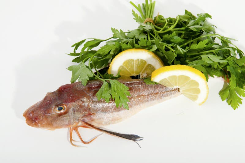 Chicken of the sea stock photo. Image of international - 25382920