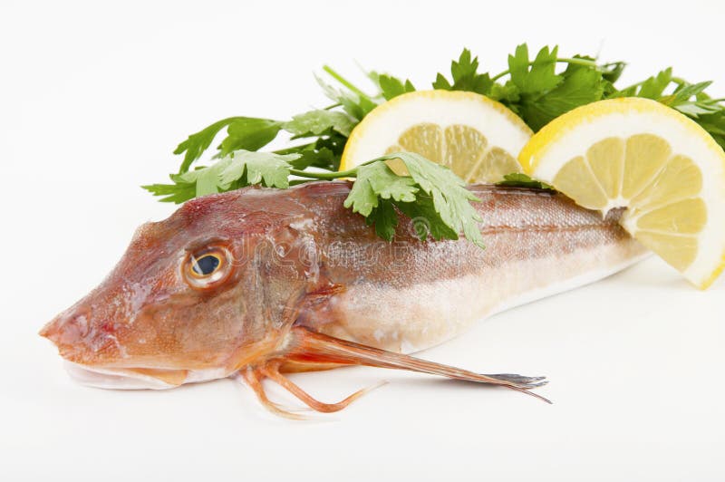 Chicken of the sea stock photo. Image of international - 25382920