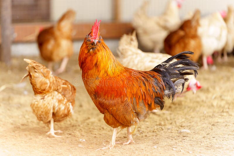 Chicken are Seen Standing on Top of a Dirt Ground, Pecking and ...