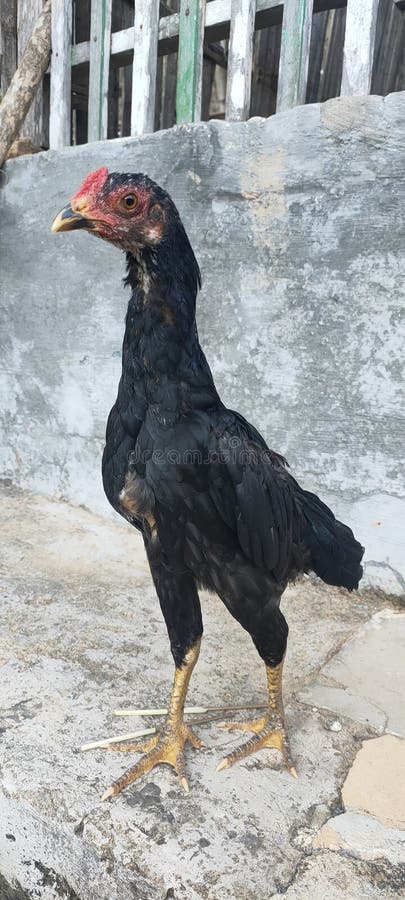 Shamo Eropa Stock Photos - Free & Royalty-Free Stock Photos from Dreamstime