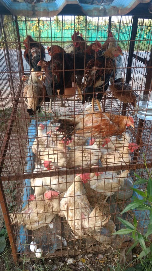 Chicken Shop Colour Full Kids Stock Image - Image of colour, shop ...