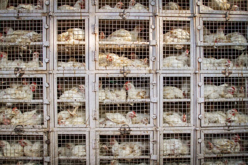 Chicken shop in India stock image. Image of food, production - 45635319