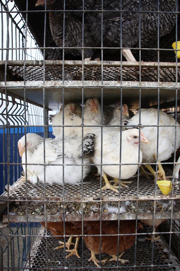 Chicken shop - prison stock image. Image of animal, claustrophobia ...