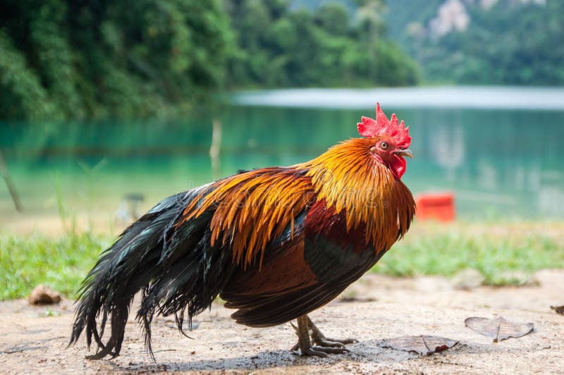 Chicken short body . stock image. Image of eyes, feather - 93720549