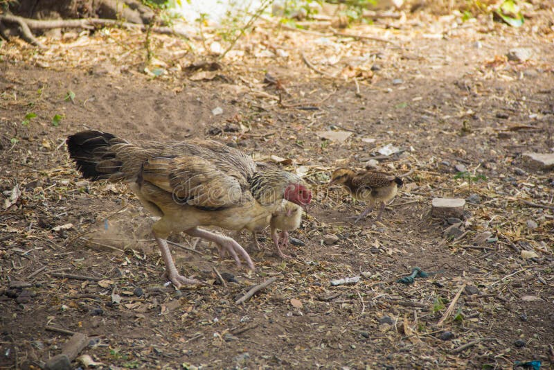 Chicken stock photo. Image of laying, food, cages, consumption - 84283918