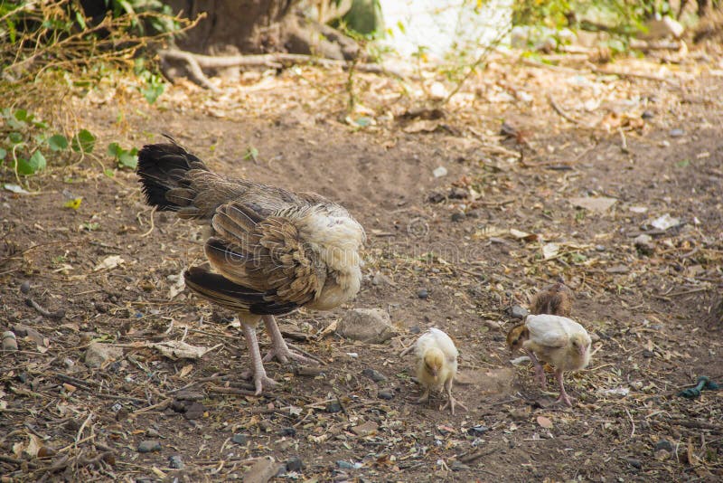Chicken stock image. Image of farming, coop, consumption - 84286485