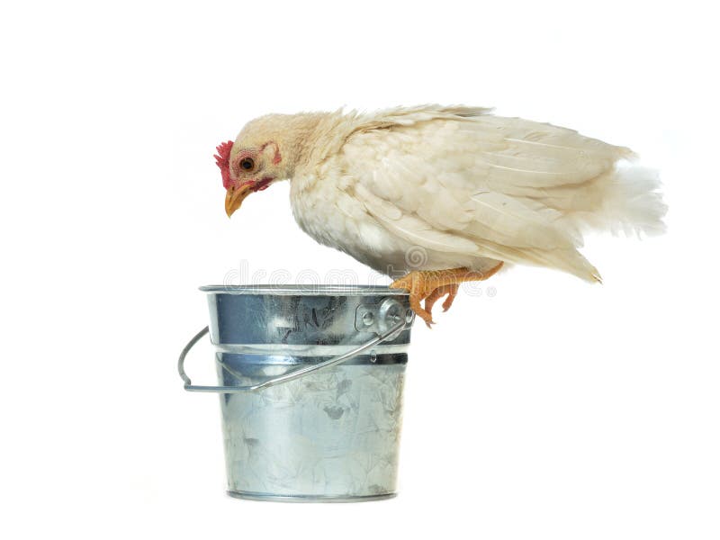 Chicken sits on bucket stock image. Image of domestic - 21904735