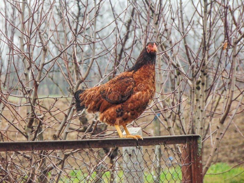 A Chicken Sits on a Farm Gate in Maramures County, Romania Stock Photo ...