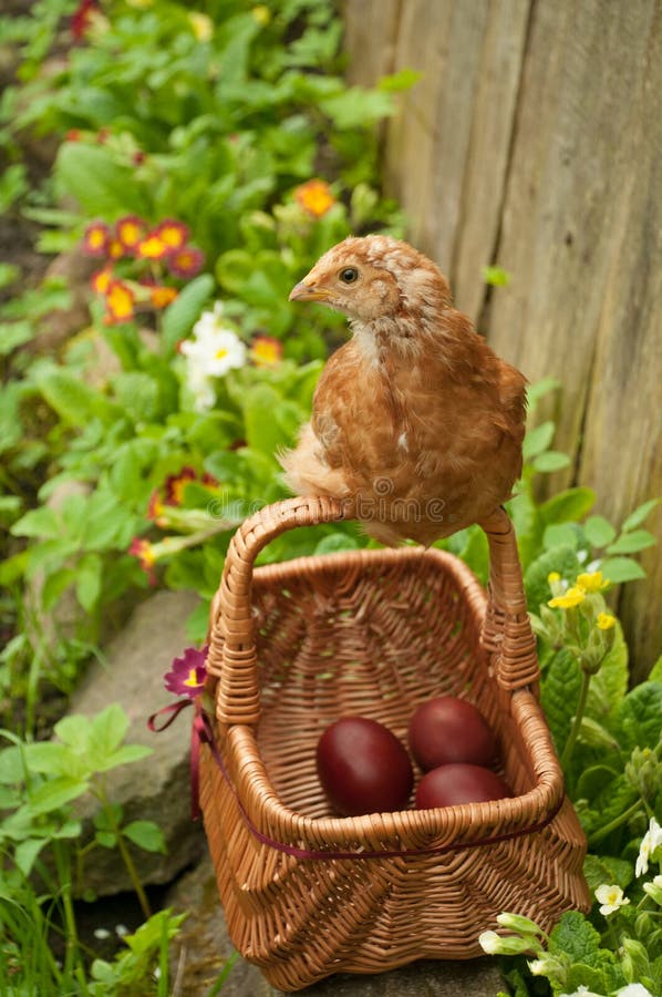 Chicken Sitting on a Basket of Easter Eggs Stock Photo - Image of grass ...