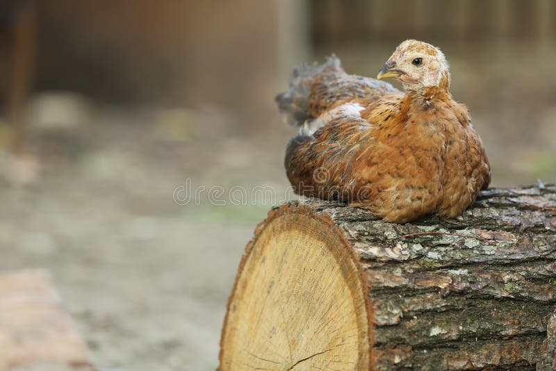 Chicken sitting on a log stock photo. Image of relaxation - 42448396