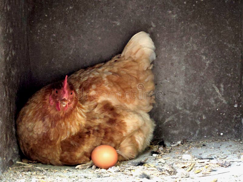 Chicken Sitting Next To Egg Stock Photos - Free & Royalty-Free Stock ...