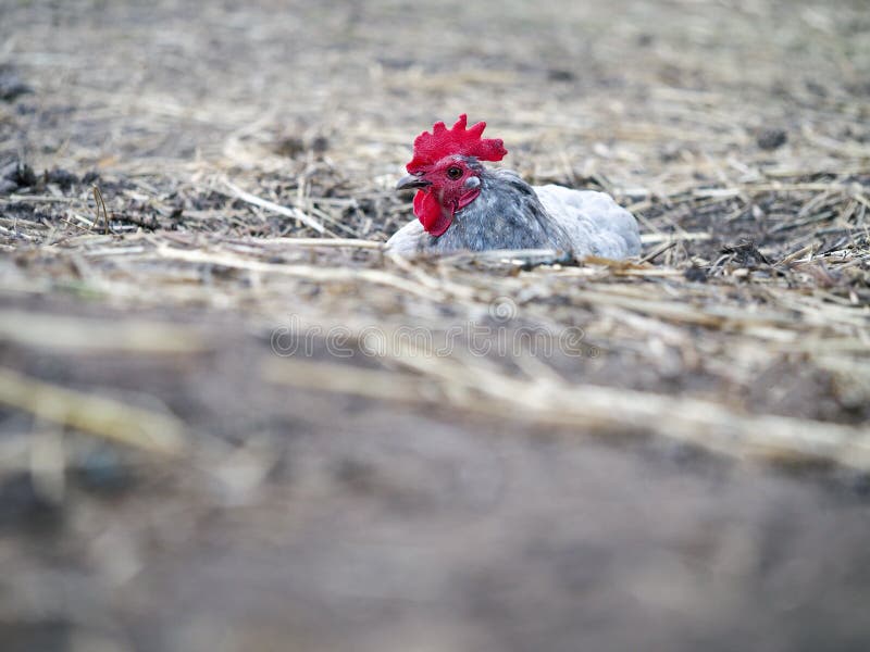 Chicken is Sitting in the Straw Stock Image - Image of organic, meat ...