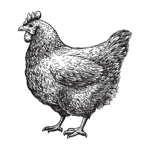 Chicken sketch vector stock vector. Illustration of animal - 120824656