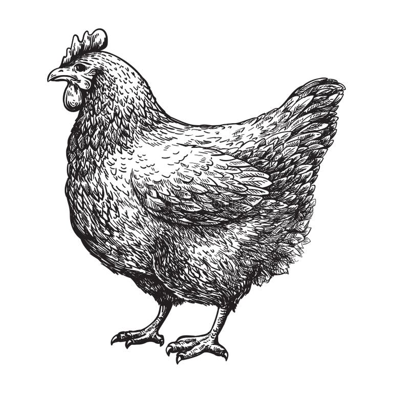 Chicken sketch vector stock vector. Illustration of animal - 120824656