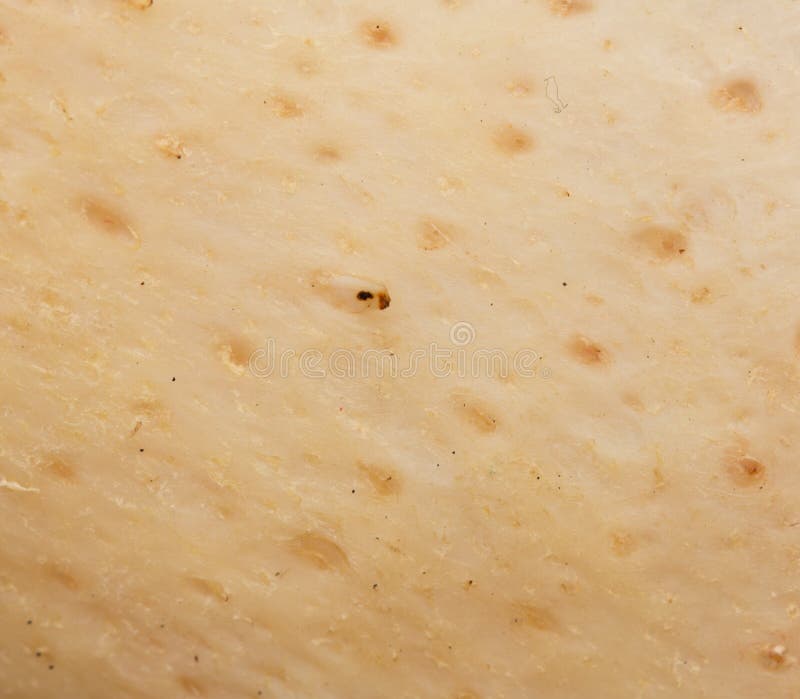 Chicken skin stock photo. Image of protein, isolated - 64426306