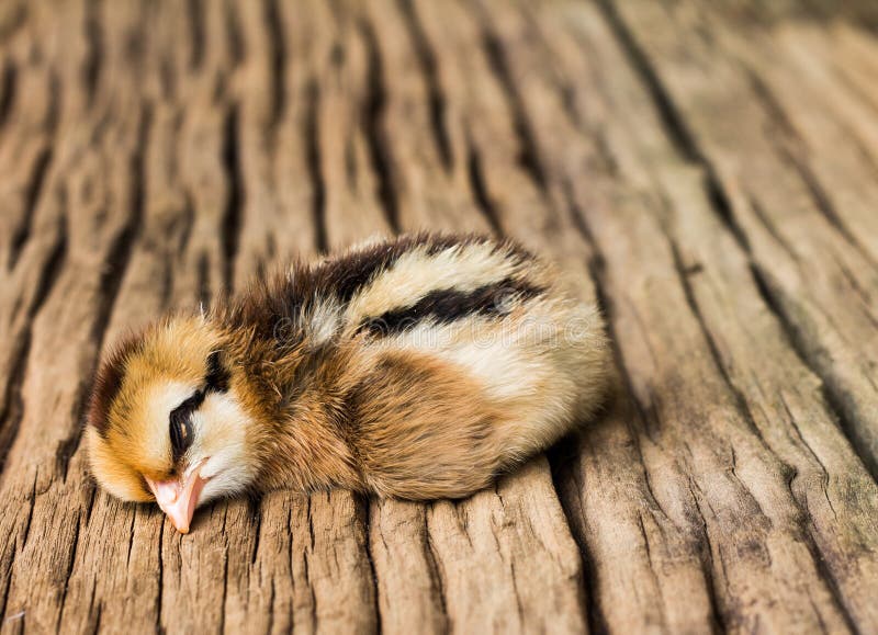 Sleep chicken stock image. Image of pasture, brown, livestock - 34931349