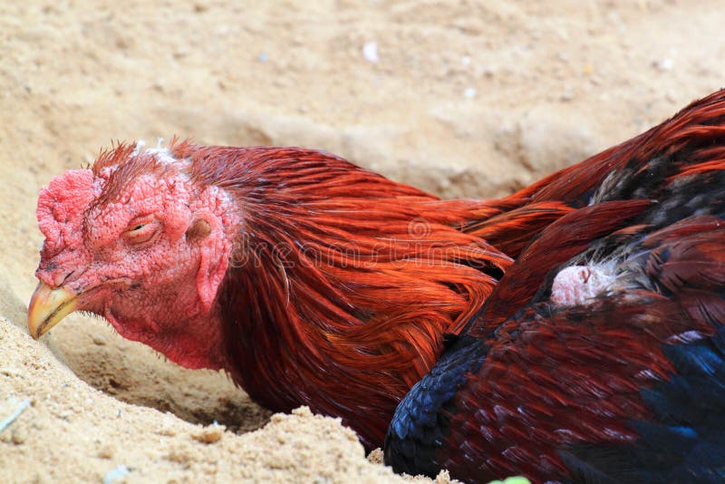 Chicken sleeping stock image. Image of farm, comb, long - 19167981