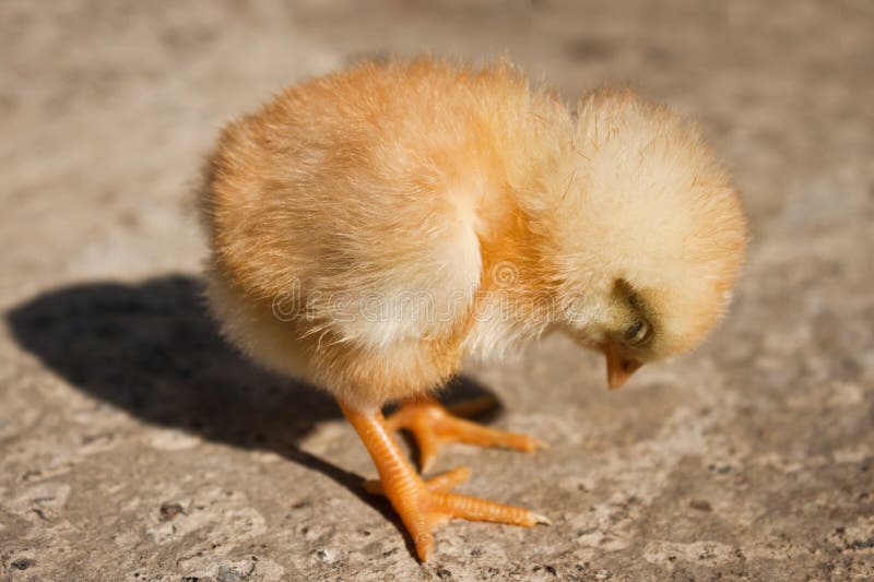 Sleeping Chicken Stock Photos - Download 659 Royalty Free Photos