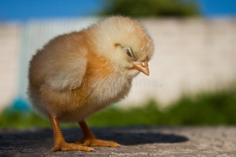Sleeping Chicken Stock Photos - Download 659 Royalty Free Photos