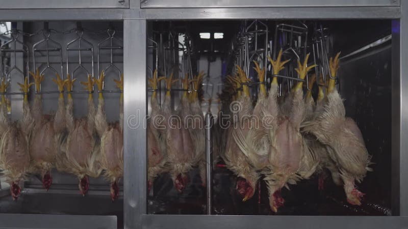 Chicken after Slice Neck Bleeding Out Hang on Conveyor Chain. Stock ...