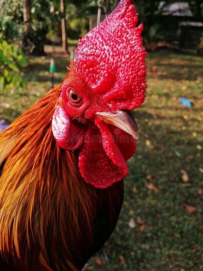 Rooster stock photo. Image of asia, small, chicken, bantam - 147517620