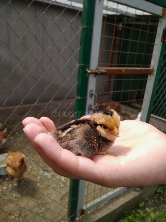 Chicken Small Brown Hen Sits on the Hand Stock Photo - Image of beak ...